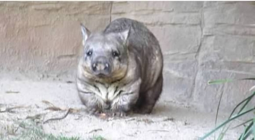 The Wisdom of Wombats | Swarthmore College Bulletin
