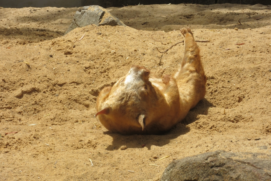 The Wisdom of Wombats | Swarthmore College Bulletin